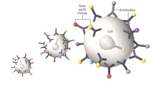 Fluoresce Activated Cell Sorting Facs Itn Snal Marie Curie