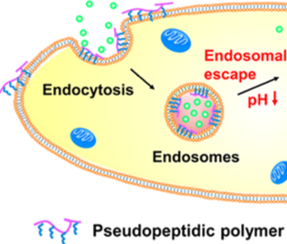 Membrane-Anchoring, Comb-Like Pseudopeptides for Efficient, pH-Mediated ...